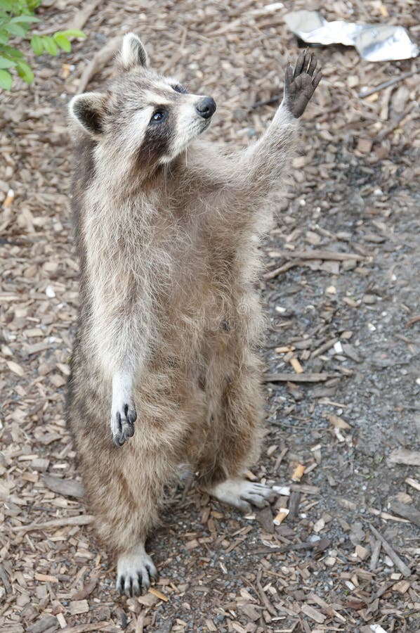 Raccoon - Montreal - Canada Stock Image - Image of montreal, park: 91509297