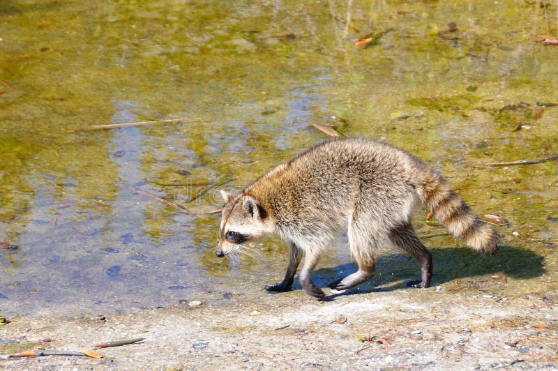Raccoon Near Pond in Everglades Stock Photo - Image of everglades ...