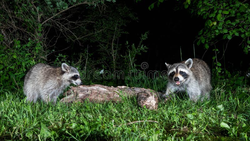 Raccoon at Night stock photo. Image of delaware, nest - 117985452