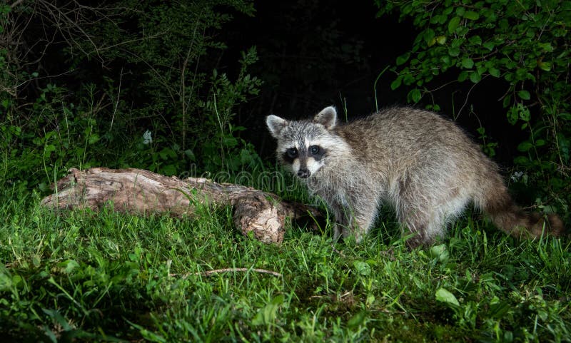Raccoon at Night stock photo. Image of black, cape, animal - 117985446