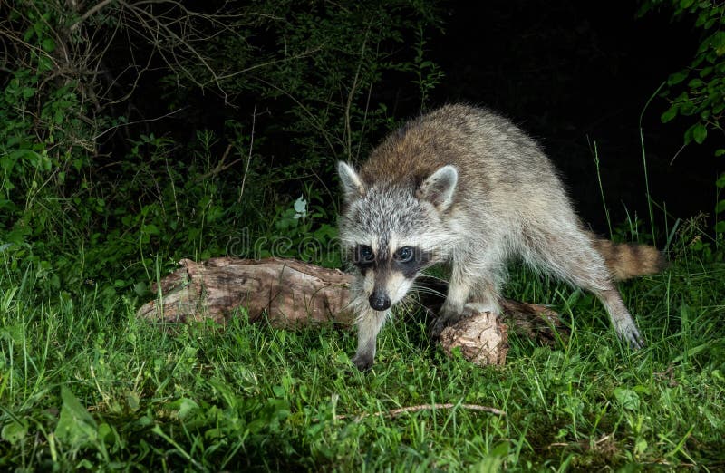 Raccoon at Night stock image. Image of park, baby, bird - 117985451