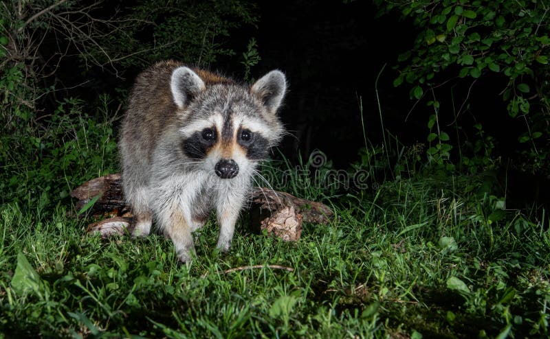 Raccoon at Night stock photo. Image of canid, jersey - 117985504