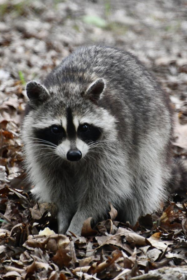 Raccoon stock photo. Image of lotor, environmental, canadian - 328012828