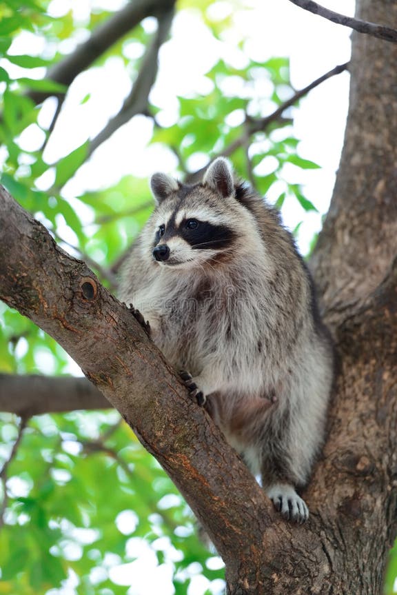 Raccoon stock photo. Image of wild, montreal, natural - 32536006