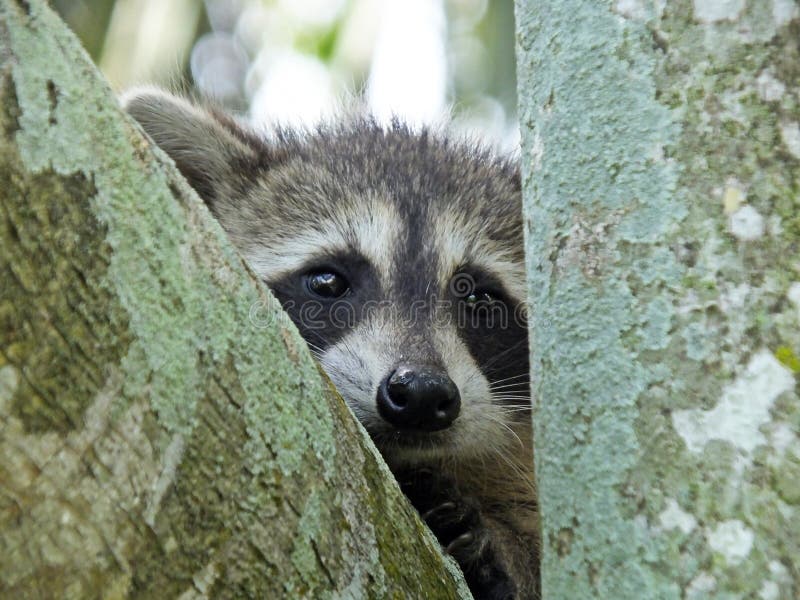 165 Raccoon Peeking Stock Photos - Free & Royalty-Free Stock Photos ...