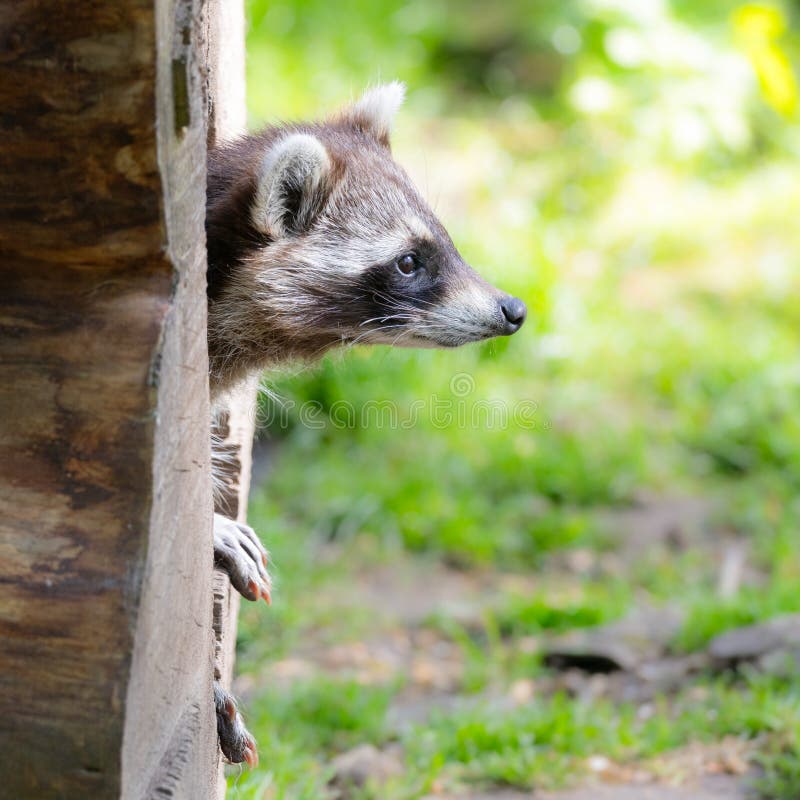 Raccoon Peeks Out of a Hollow Tree Stock Image - Image of closeup ...