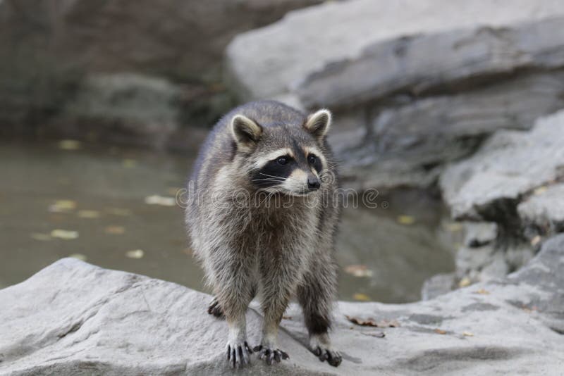 Raccoon staring at camera stock image. Image of autumn - 20970101