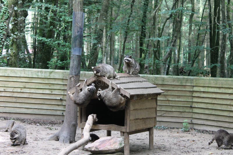 Raccoon house stock photo. Image of stump, emerging, peaceful - 56850826