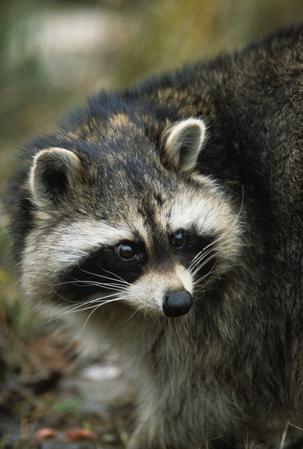 Curious Raccoon stock photo. Image of mask, bandit, tree - 208762