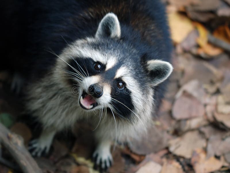 Spring Baby Raccoon stock image. Image of carnivore, nose - 2528367