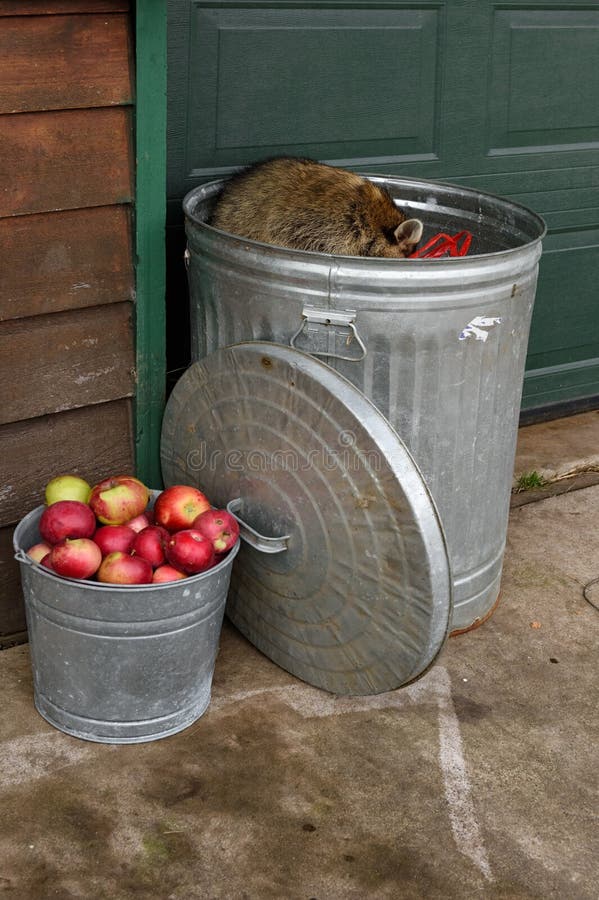 Raccoon (Procyon Lotor) Head Down Inside Garbage Can Stock Photo ...