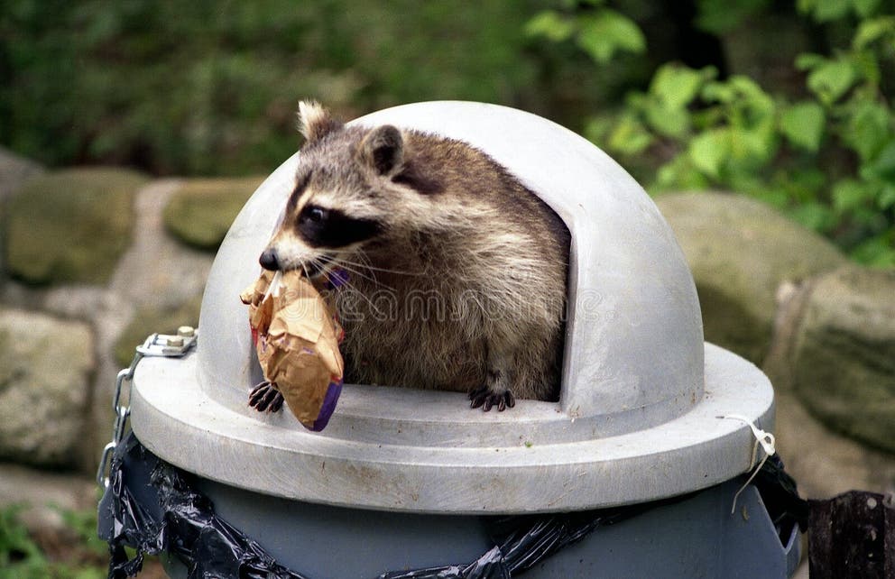 Raccoon Raiding Trash Can Stock Photos - Free & Royalty-Free Stock ...