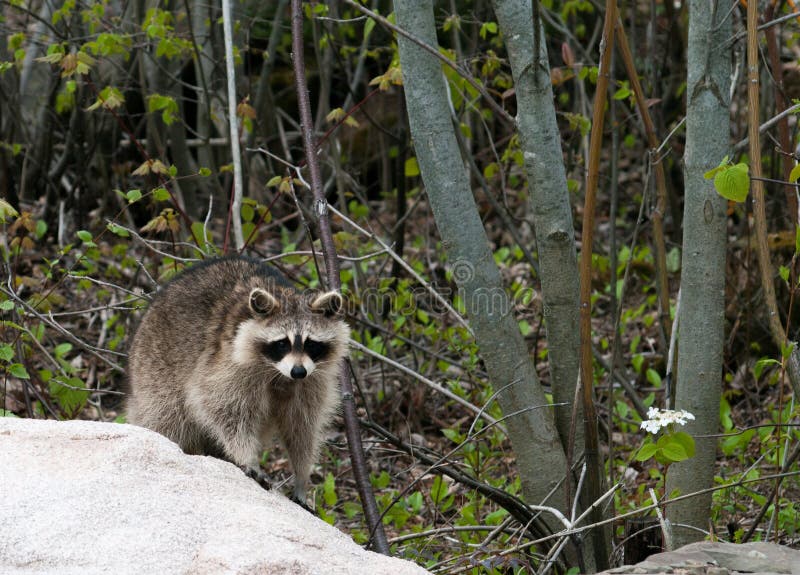 Raccoon on rock stock photo. Image of paws, nose, canada - 73062552