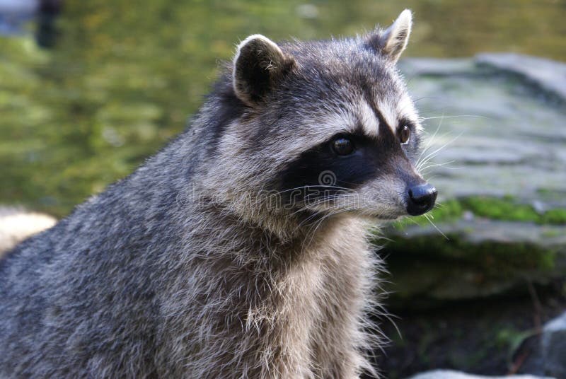 Raccoon s head stock image. Image of cute, furry, clever - 7053433