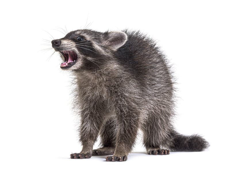 Raccoon Showing Its Tooth, Standing in Front Stock Photo - Image of ...