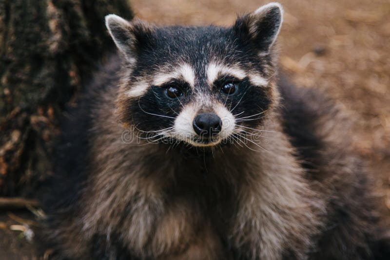 Sad Raccoon Stock Photos - Download 230 Royalty Free Photos