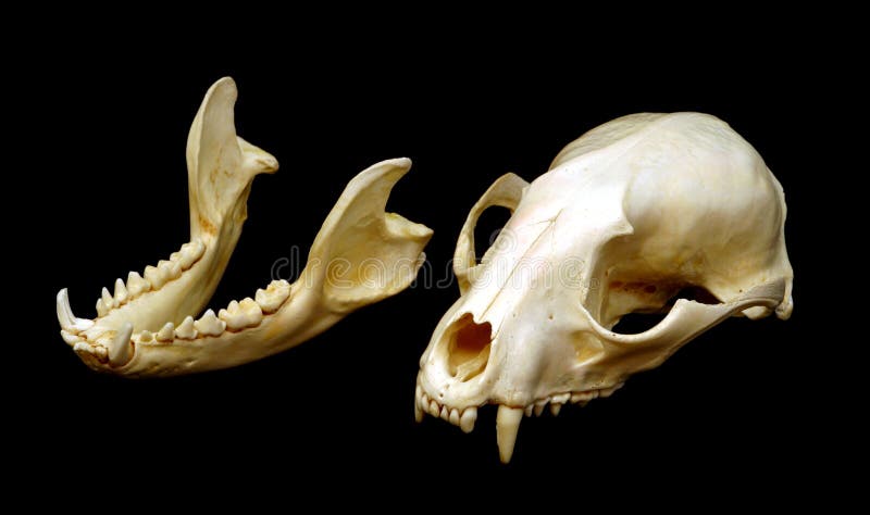 Raccoon Skull stock image. Image of tooth, animal, teeth - 1675281