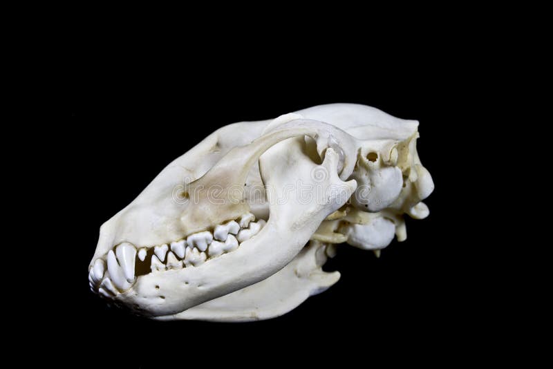 Raccoon Skull on Black Background Stock Photo - Image of decayed ...