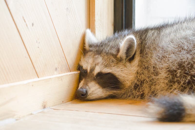 Raccoon Sleep stock image. Image of brown, lotor, racoon - 75206967