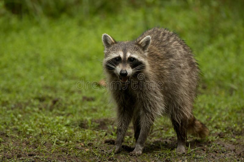 Smiling Raccoon stock photo. Image of sitting, roxborough - 1815244