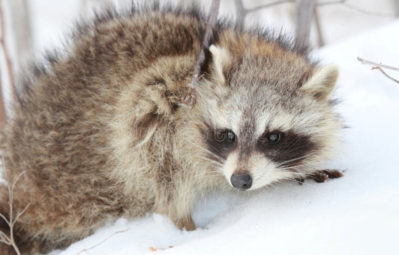 828 Raccoon Snow Stock Photos - Free & Royalty-Free Stock Photos from ...