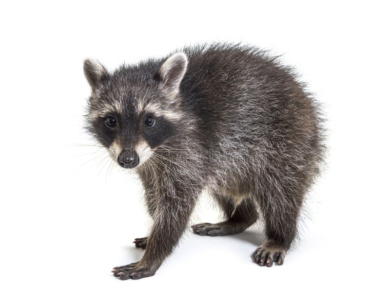 Baby Raccoon (6 Weeks) - Procyon Lotor Stock Image - Image of front ...