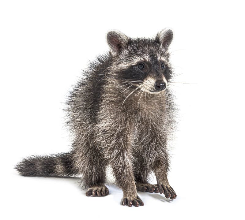 Baby Raccoon (6 Weeks) - Procyon Lotor Stock Image - Image of front ...