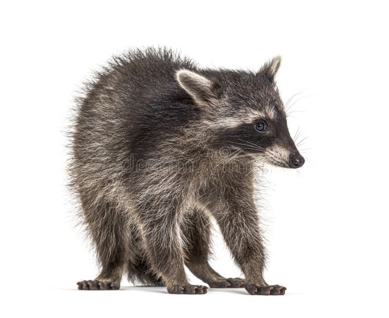 Raccoon Standing in Front, Isolated Stock Photo - Image of ...