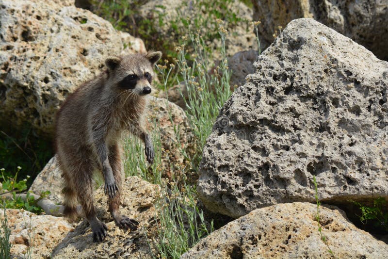 Raccoon Standing Up Looking Stock Image - Image of jacinto, wildlife ...