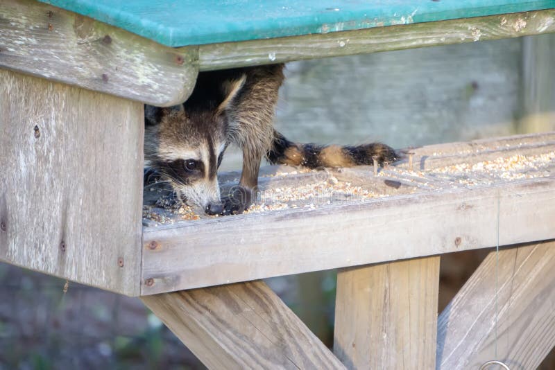 Raccoon Stealing Stock Photos - Free & Royalty-Free Stock Photos from ...