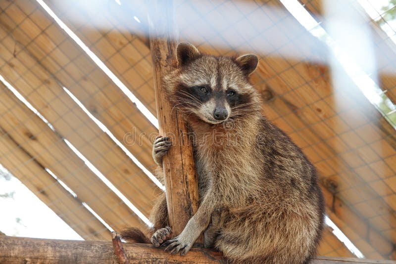 Raccoon on a stick stock image. Image of travel, raccoon - 61858181