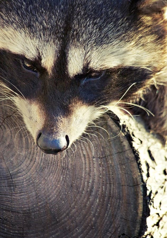 Raccoon Face stock image. Image of staring, bandit, animal - 608499
