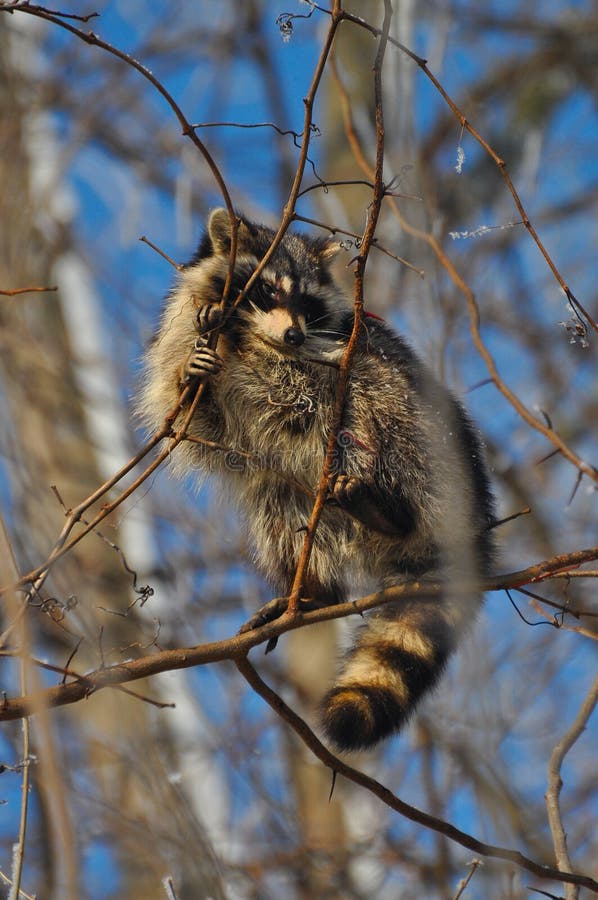 Raccoon in tree stock image. Image of raccoon, natural - 12992987