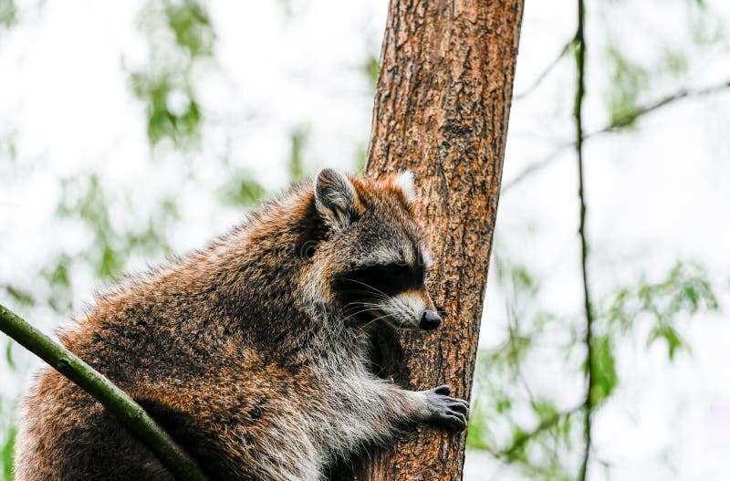 Raccoon in the tree. stock photo. Image of mammal, climbing - 329857524