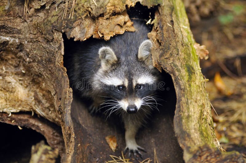Raccoon stock image. Image of raccoon, face, tree, grass - 48028263