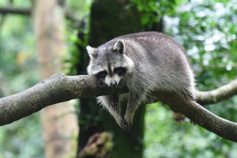 Raccoon in a tree stock image. Image of sleeping, west - 141191249