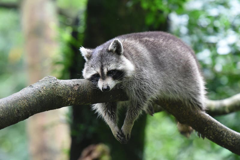 Raccoon in a tree stock image. Image of racoon, mammal - 141191395