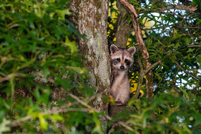Raccoon Peeking Around Corner Stock Photos - Free & Royalty-Free Stock ...