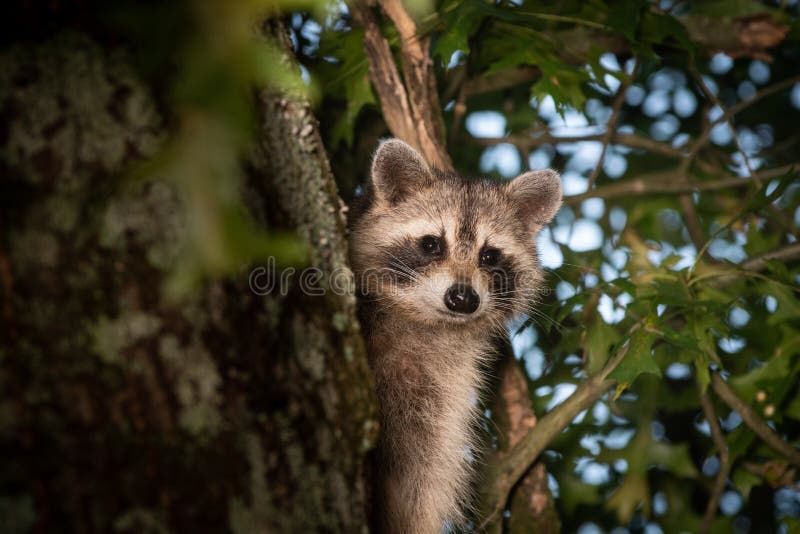 Raccoon Peeking Around Corner Stock Photos - Free & Royalty-Free Stock ...