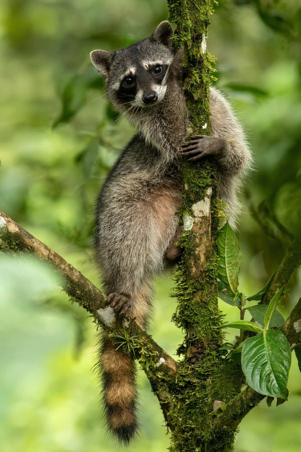 Raccoon in a Tree Looking at the Camera Stock Photo - Image of paws ...