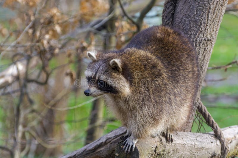 Raccoon on a tree stock photo. Image of procyonidae, carnivore - 70102268