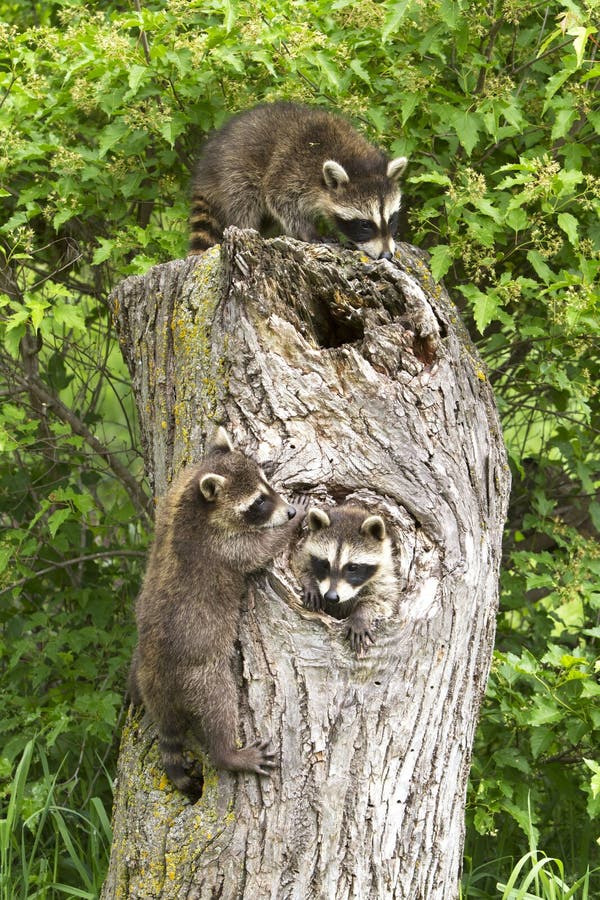 Raccoon Tree stock image. Image of sweet, wildlife, country - 74984337