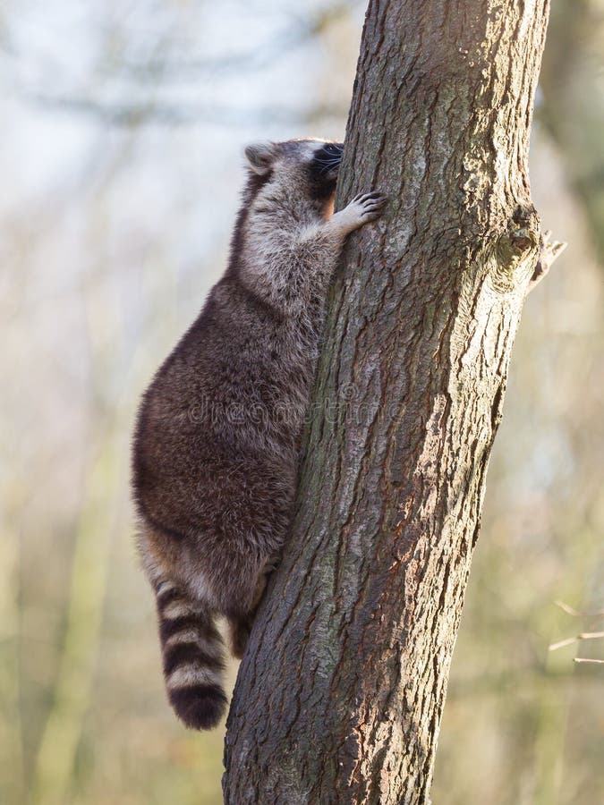 Raccoon Climbing Tree Stock Photos - Download 427 Royalty Free Photos
