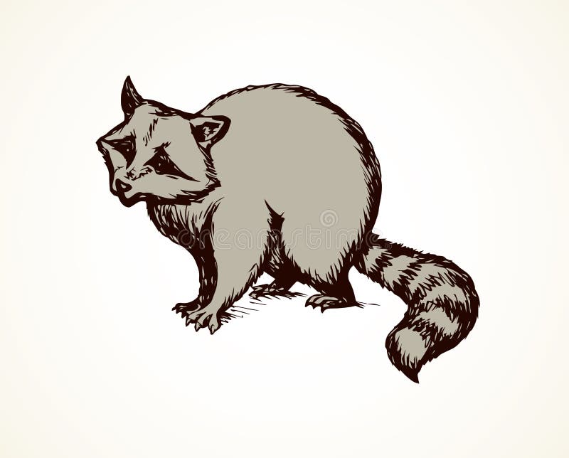Raccoon Side View Stock Illustrations – 91 Raccoon Side View Stock ...
