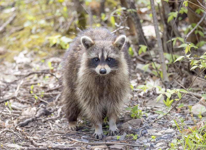 Raccoon Walking Green Grass Stock Photos - Free & Royalty-Free Stock ...