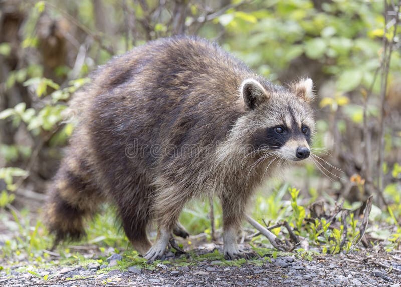 Raccoon Walking Along a Path in the Woods in Springtime in Canada Stock ...