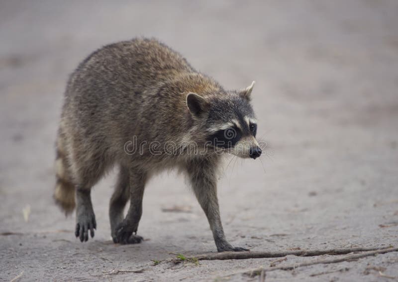 956 Raccoon Walking Stock Photos - Free & Royalty-Free Stock Photos ...