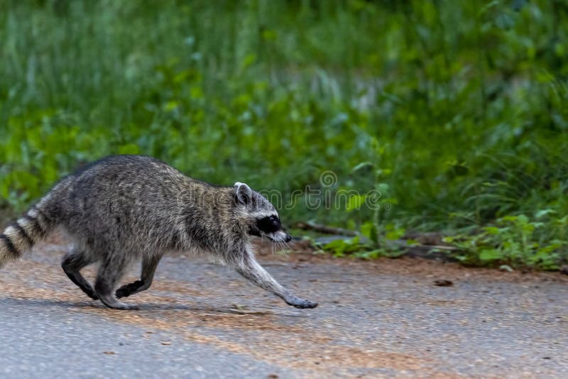 Raccoon Walking in Grass with Pillar Near it Stock Photo - Image of ...