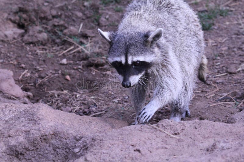 Raccoon Walking On Green Grass In Middle Of Field In County Park Stock ...