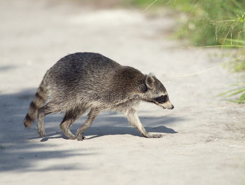 Raccoon Walking on a Trail in Florida Park Stock Photo - Image of park ...